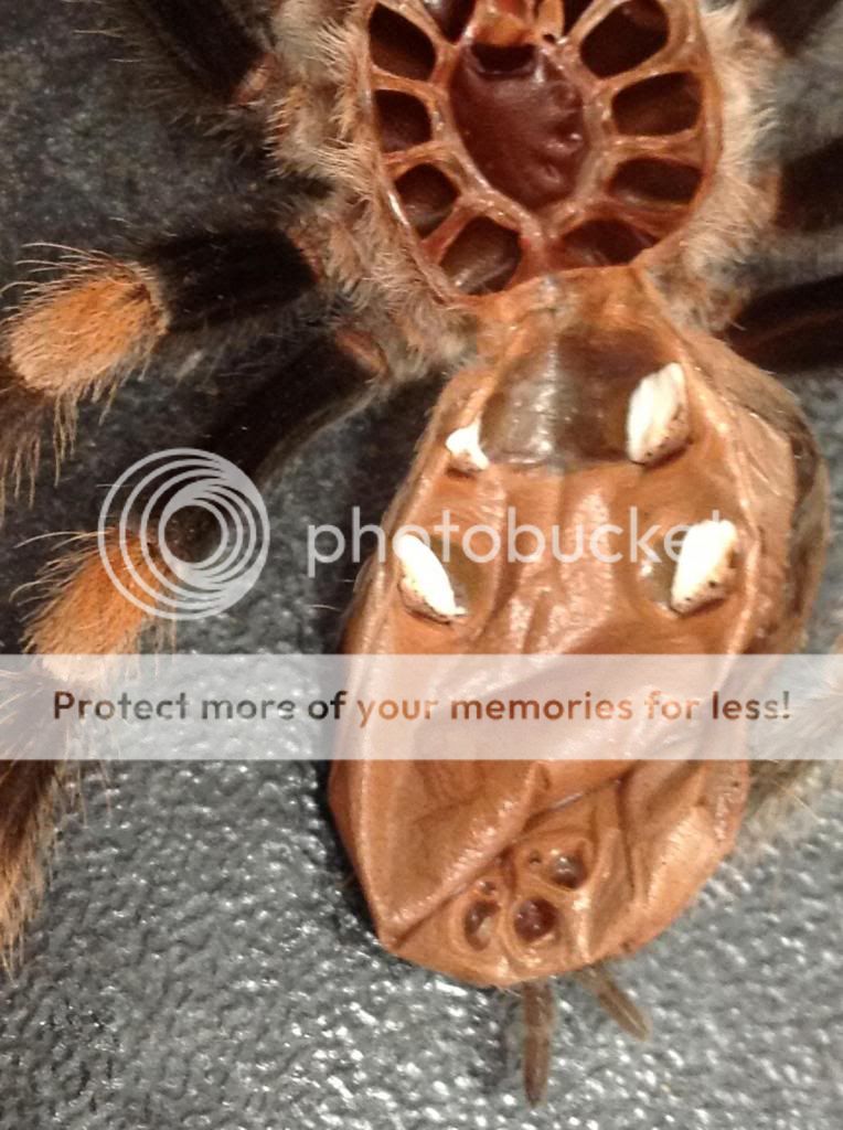 Male or female b.smithi? | Reptile Forums