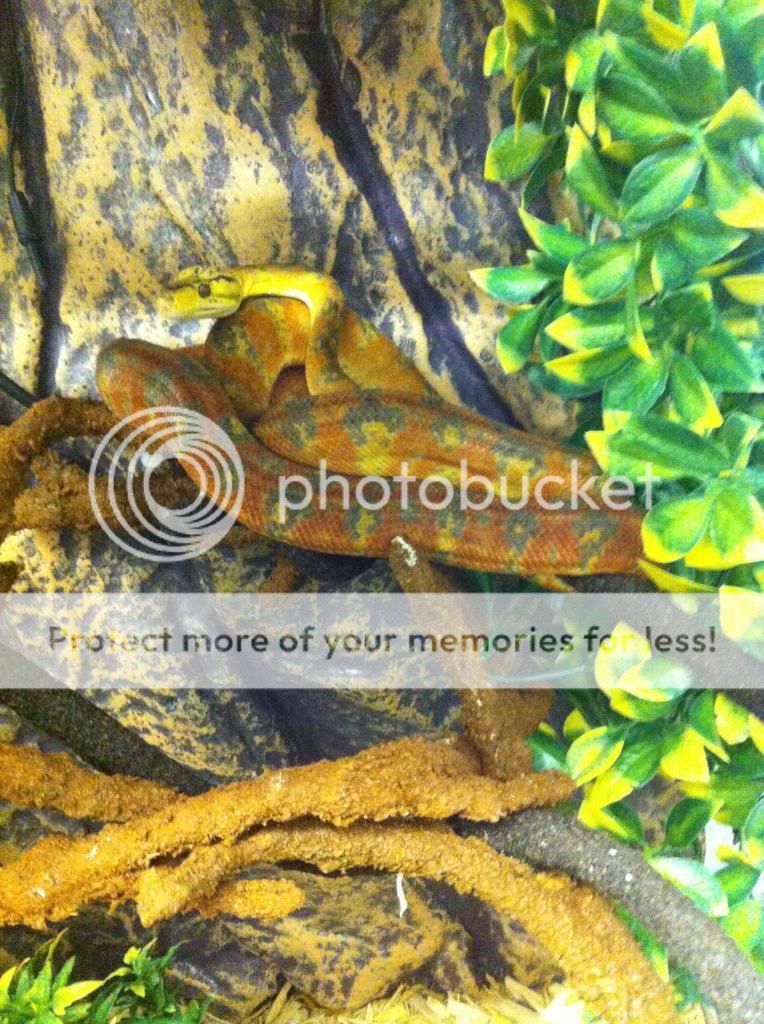 NW England - Orange phase Amazon tree boa | Reptile Forums