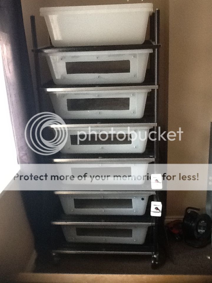 NW England - Vision boa rack 6 tier | Reptile Forums